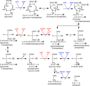 解糖系（glycolysis）によって糖からエネルギーを取り出しatp を生成する 生命科学系エンジニアの学習ノート 7776