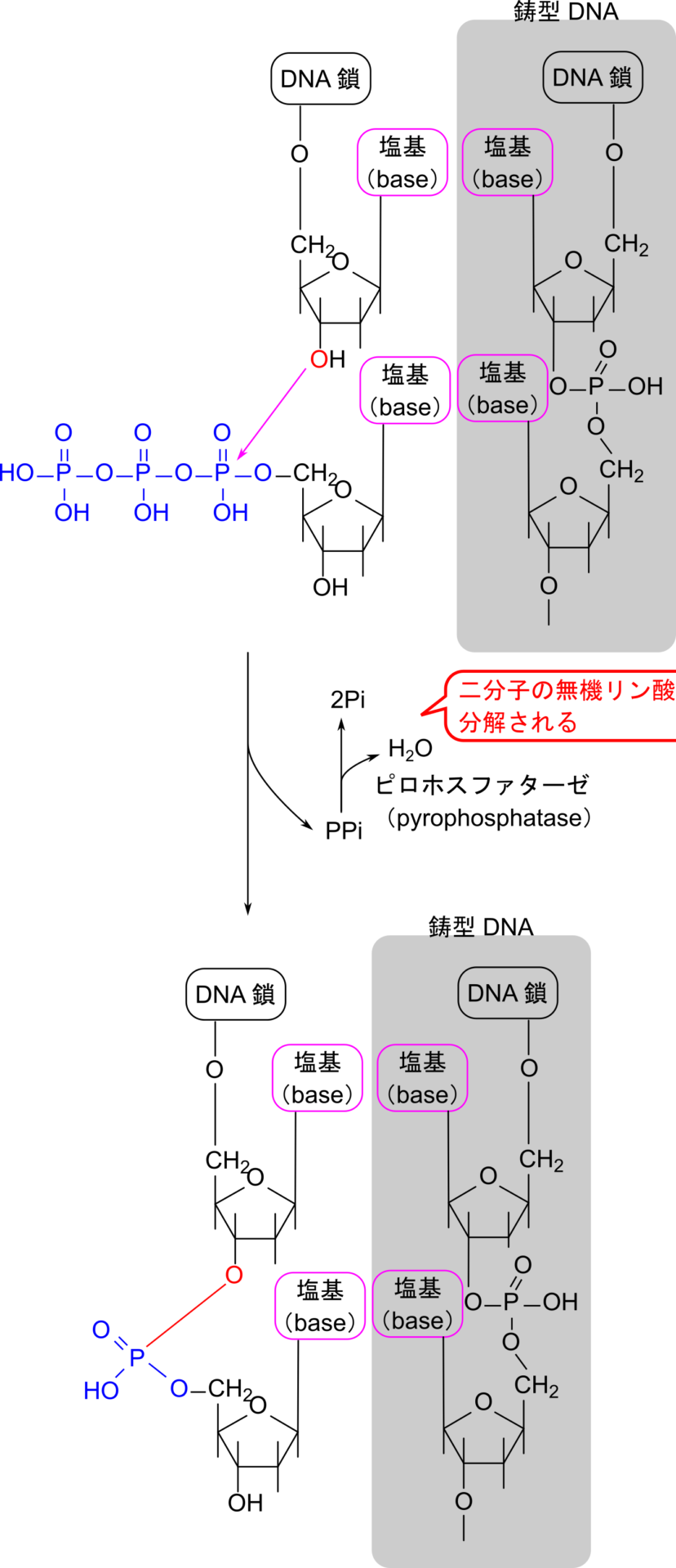 遺伝子発現とDNA複製の精密さ：校正機能とスプライシングの重要性 - 生命科学系エンジニアの学習ノート