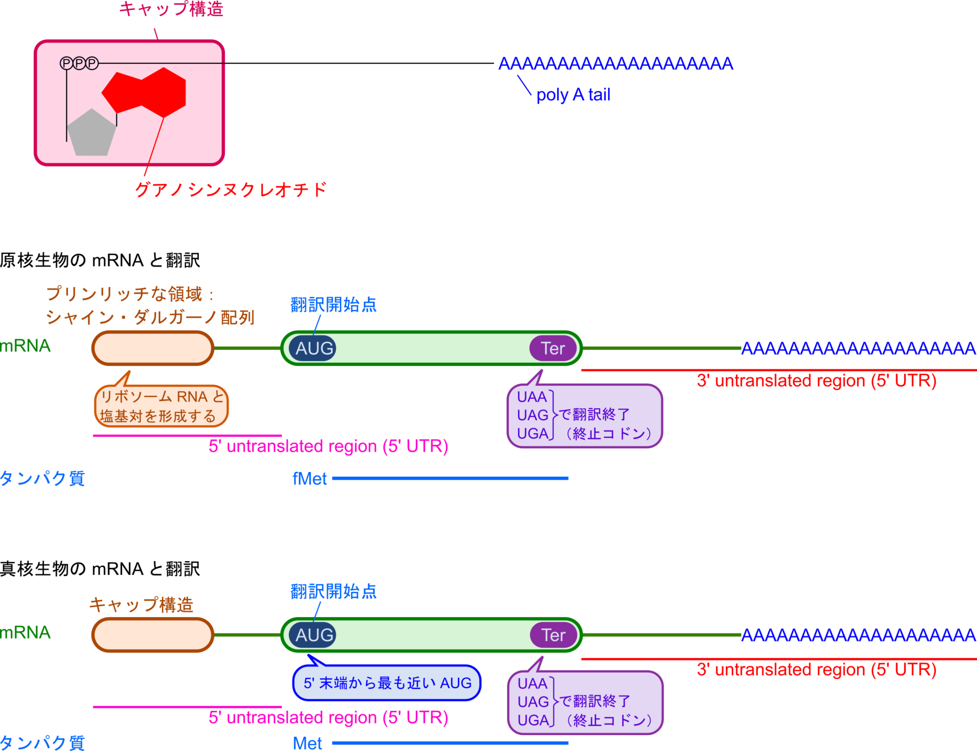 遺伝子発現とDNA複製の精密さ：校正機能とスプライシングの重要性 - 生命科学系エンジニアの学習ノート