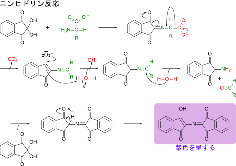 アミノ酸とペプチド・タンパク質の反応と解析方法を徹底解説：基礎から応用まで - 生命科学系エンジニアの学習ノート